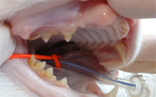 Manglende tænder | Skjern Dyrehospital